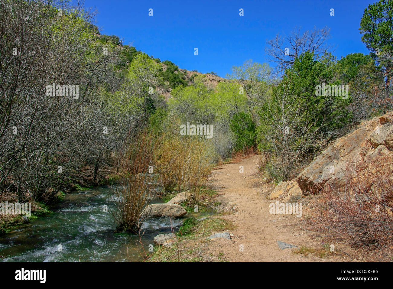 A river flows through a forest in spring Stock Photo - Alamy