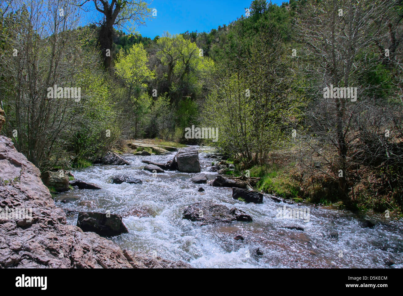 A river flows through a forest in spring Stock Photo - Alamy