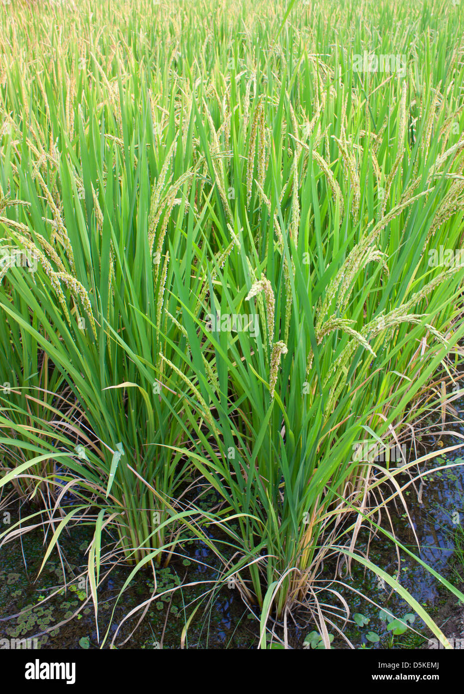 Chinese paddy fields hi-res stock photography and images - Alamy