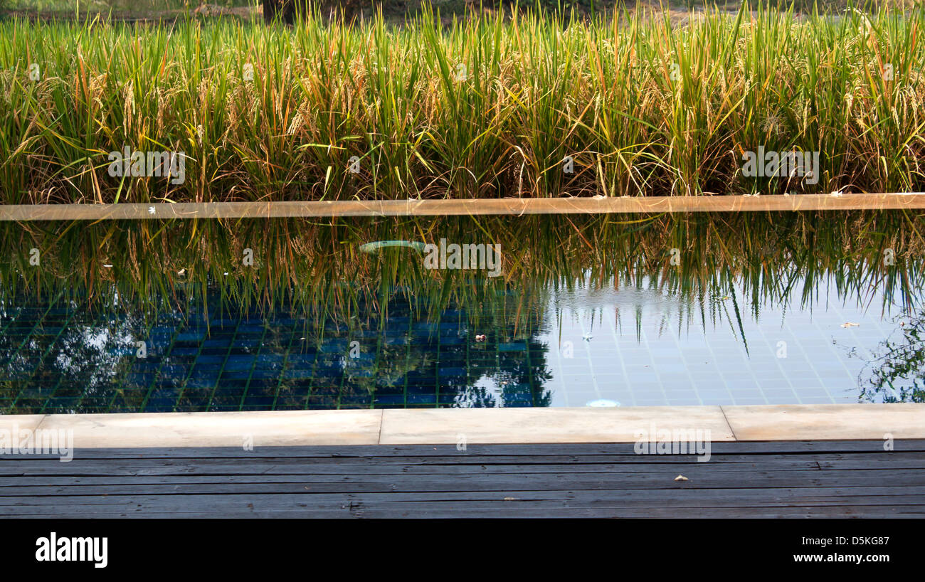 swimming pool incorporating rice luxury five-star resort Stock Photo ...