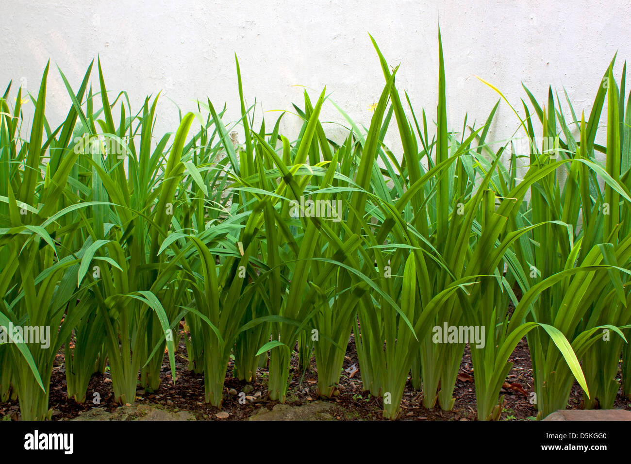 Long, slender leaves, grass green wall natural Stock Photo - Alamy