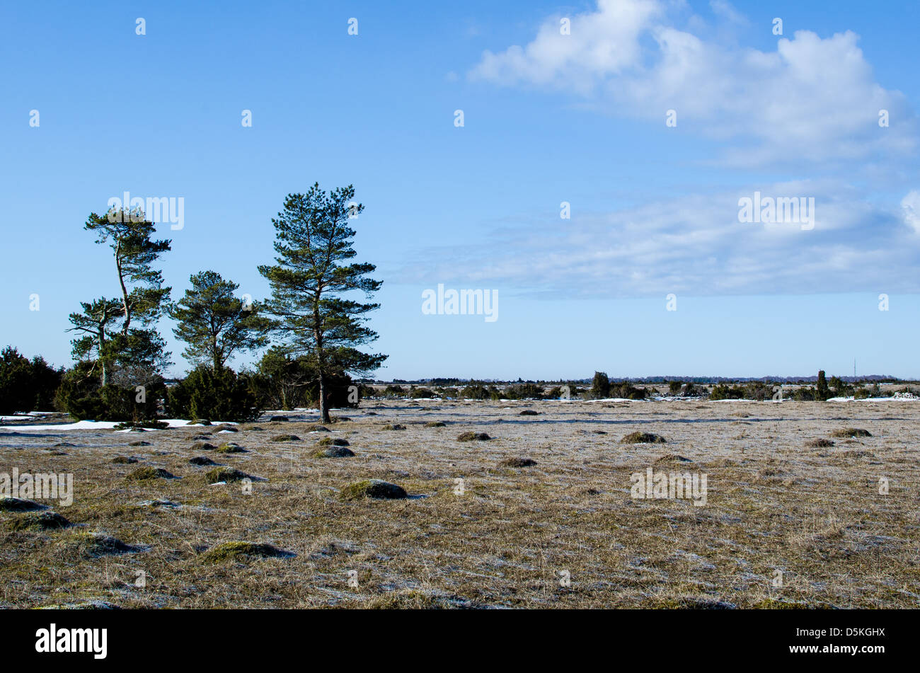 Plain trees tree hi-res stock photography and images - Alamy