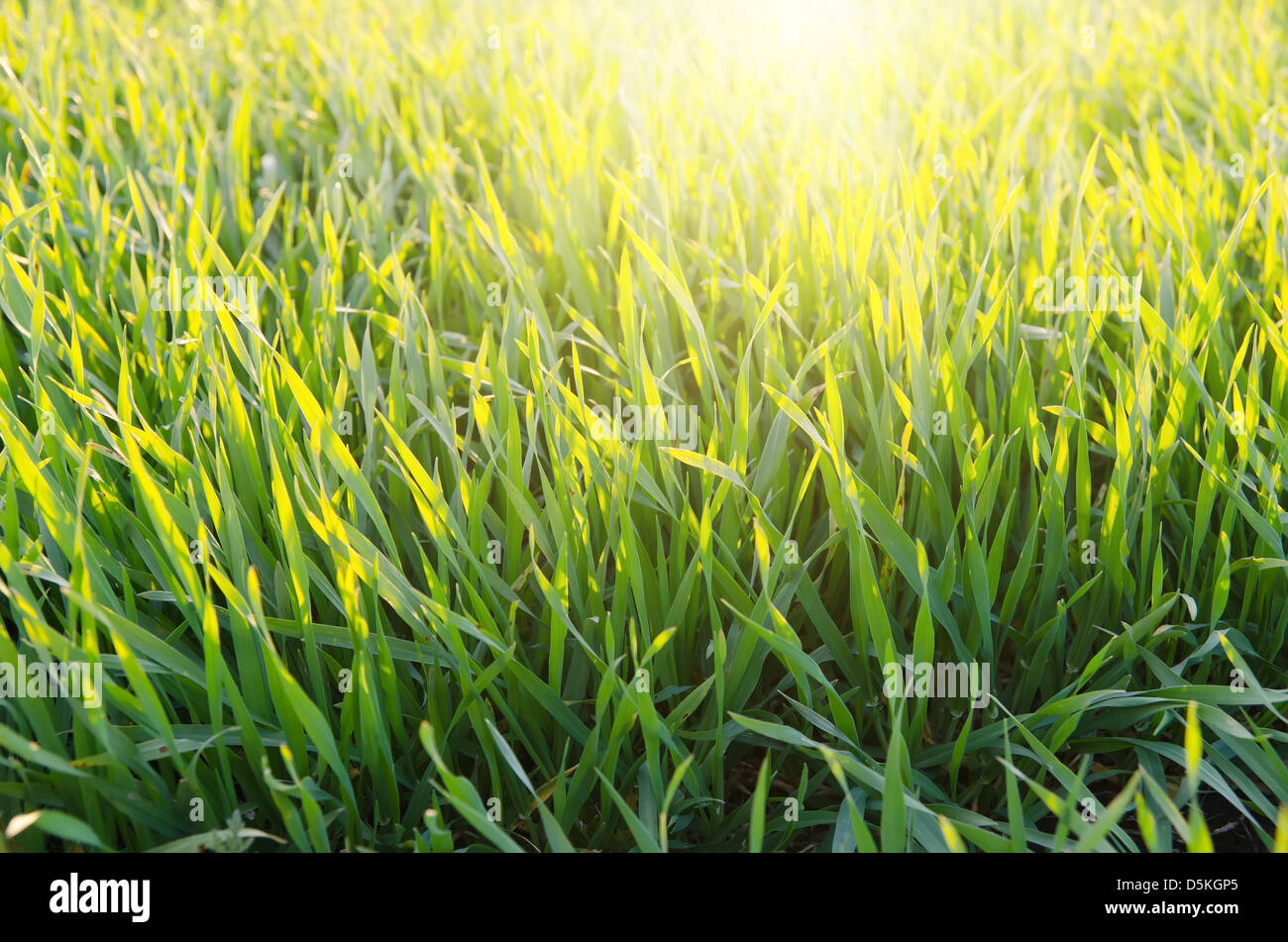 grass under sunny Stock Photo - Alamy