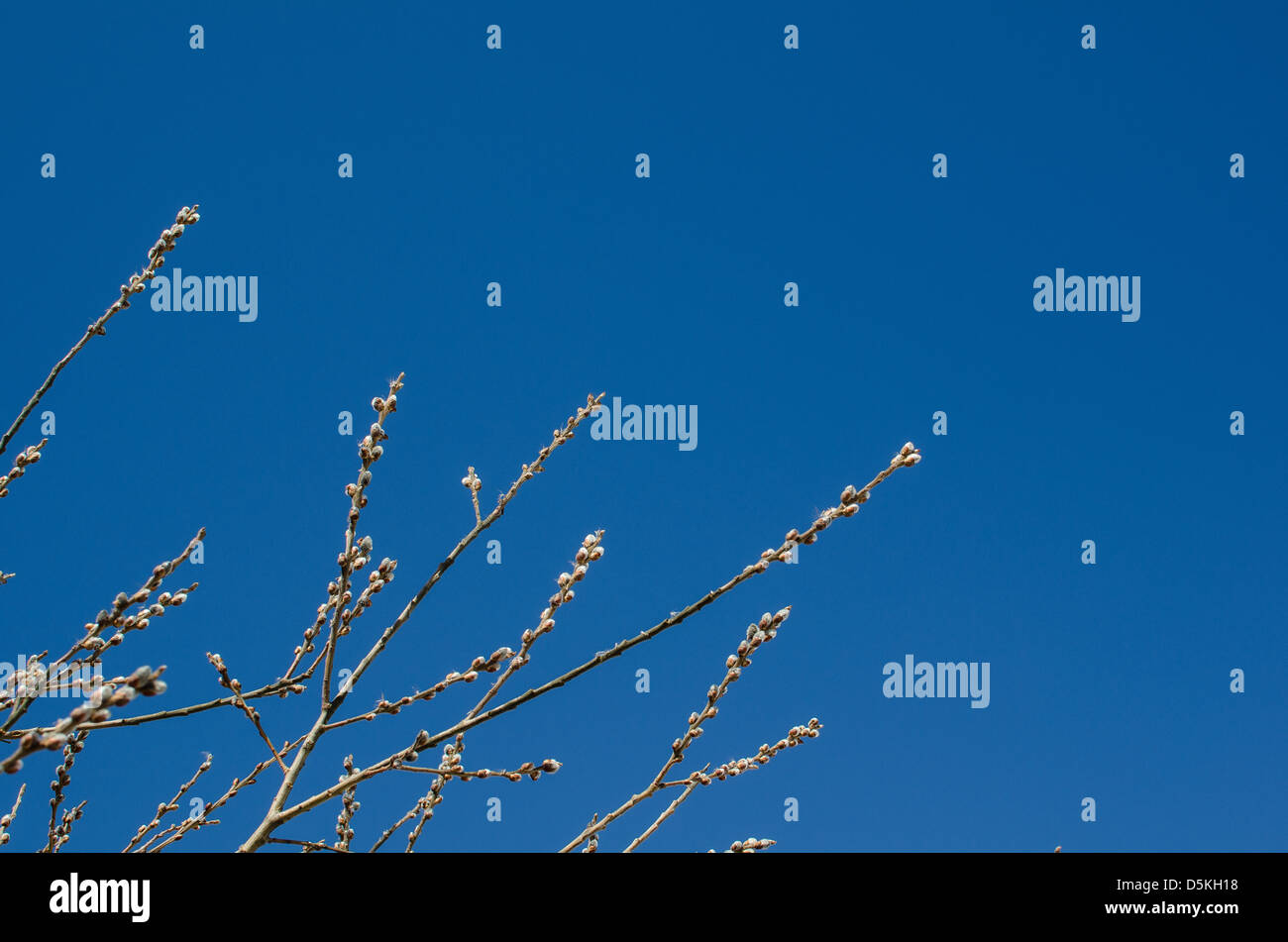 Early spring growth willow tree hi-res stock photography and images - Alamy