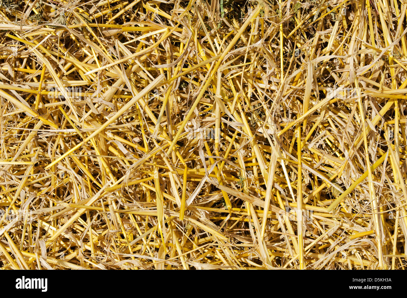 straw closeup as background or texture Stock Photo - Alamy