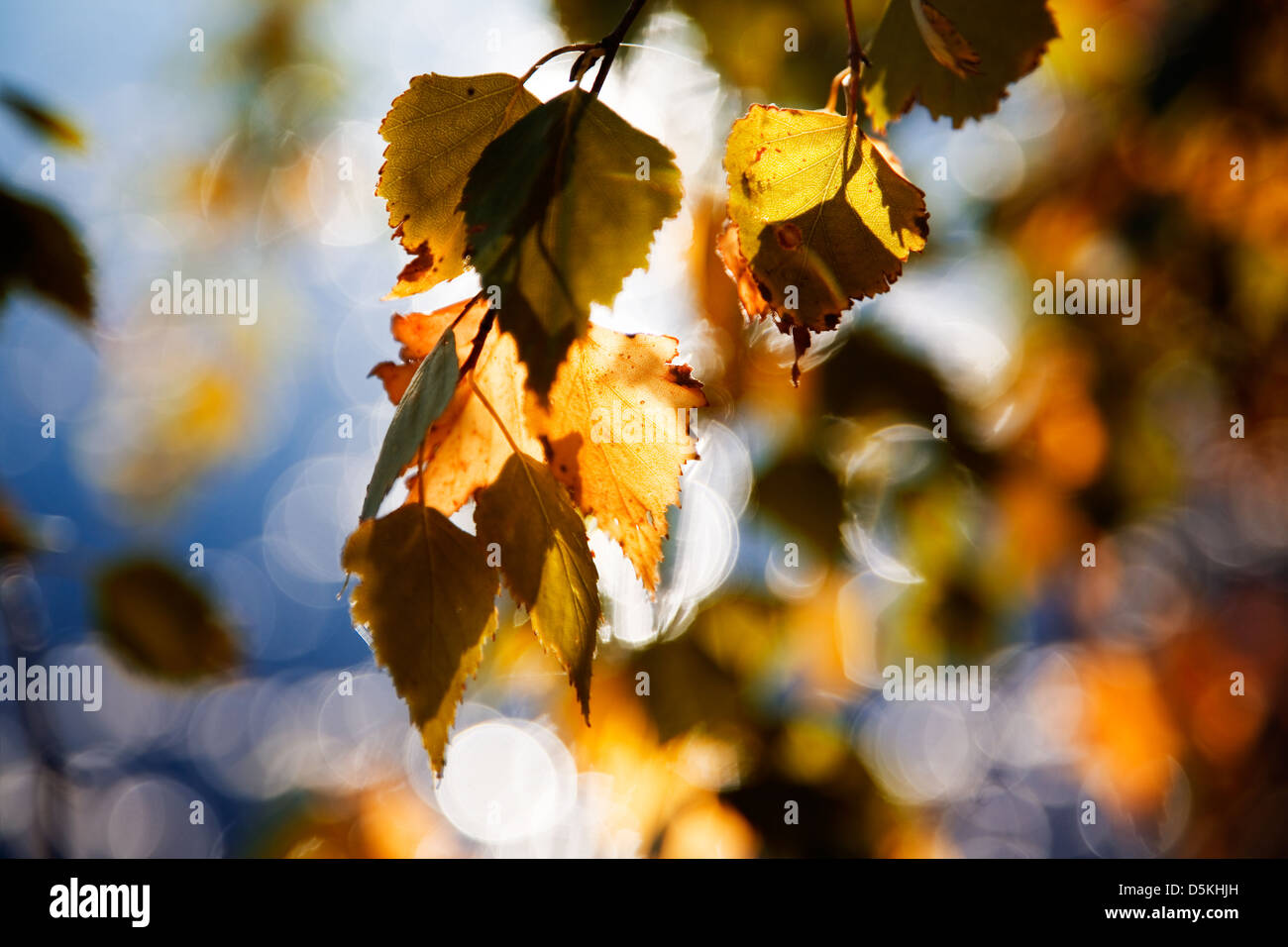 Branches of birch in beautiful autumn colors Stock Photo - Alamy