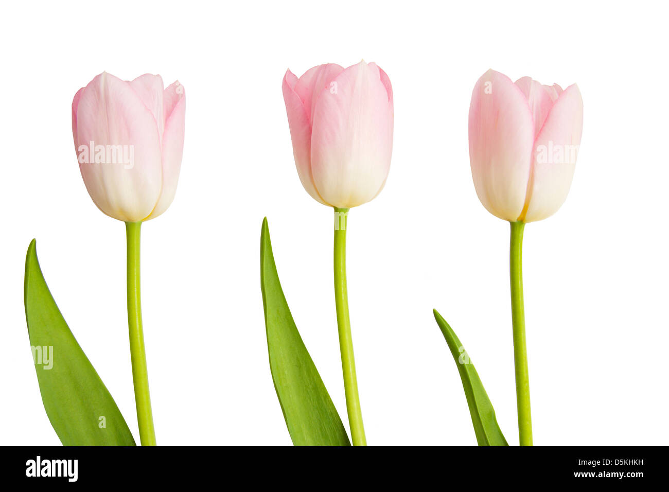 Three pink tulips in a row isolated over white Stock Photo - Alamy