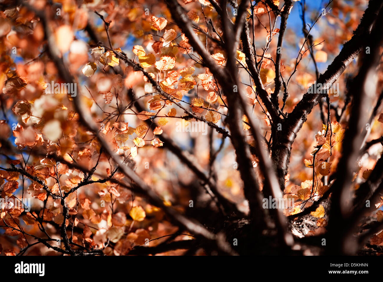 Branches of birch in beautiful autumn colors Stock Photo - Alamy