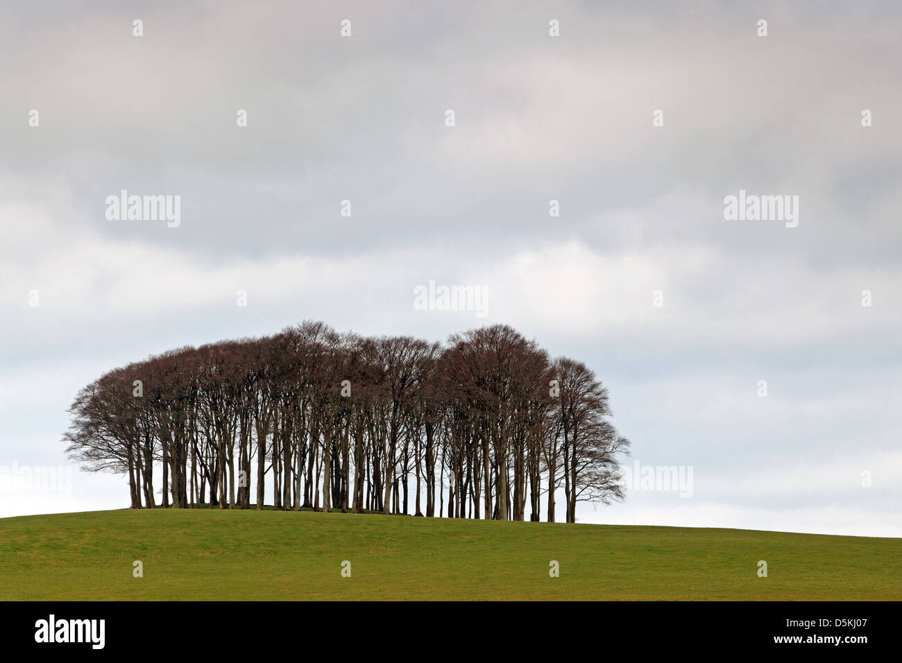 Copse trees on hilltop besides hi-res stock photography and images - Alamy