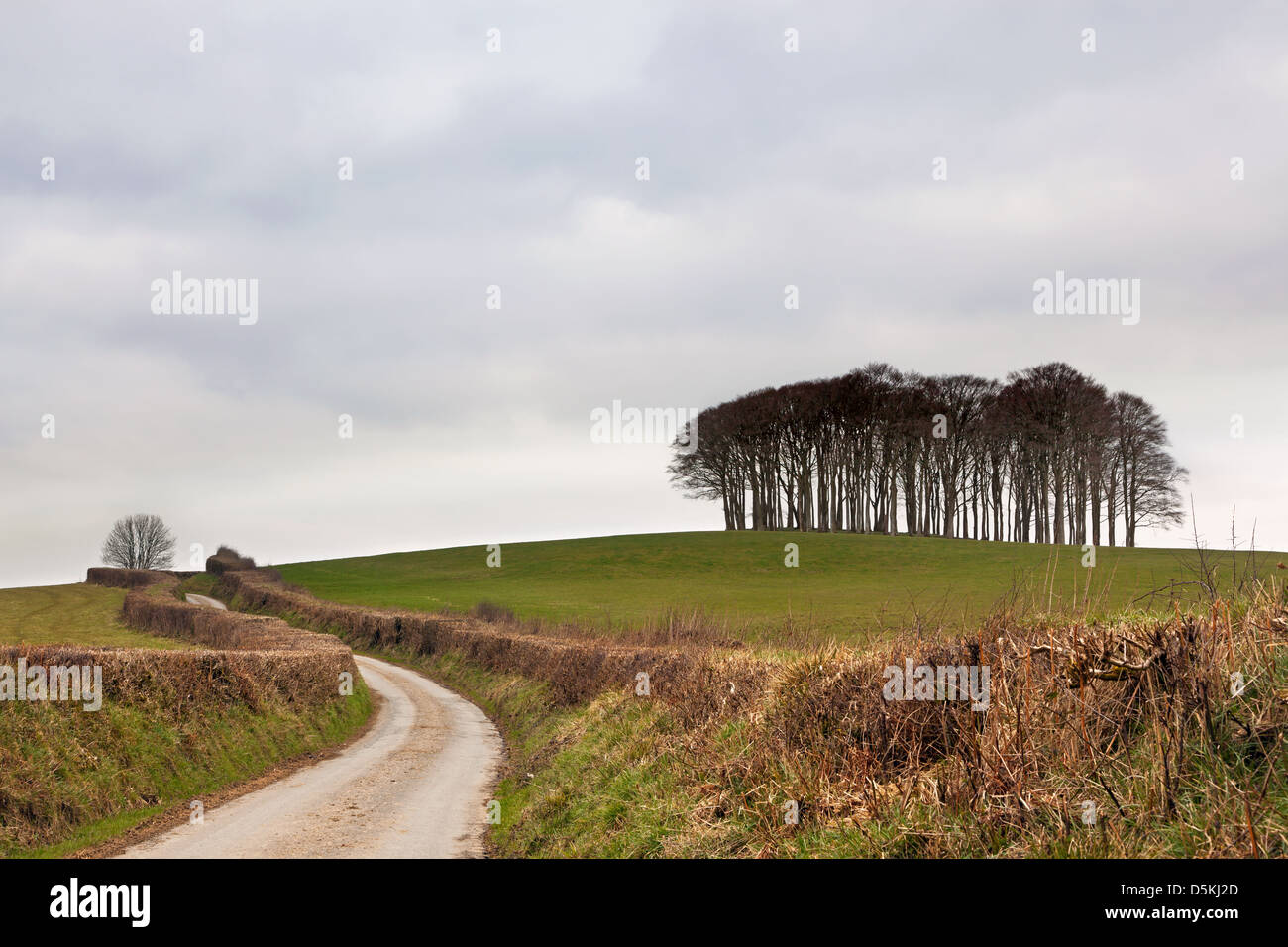 Copse of trees on a hilltop besides the A30 between Okehampton and ...