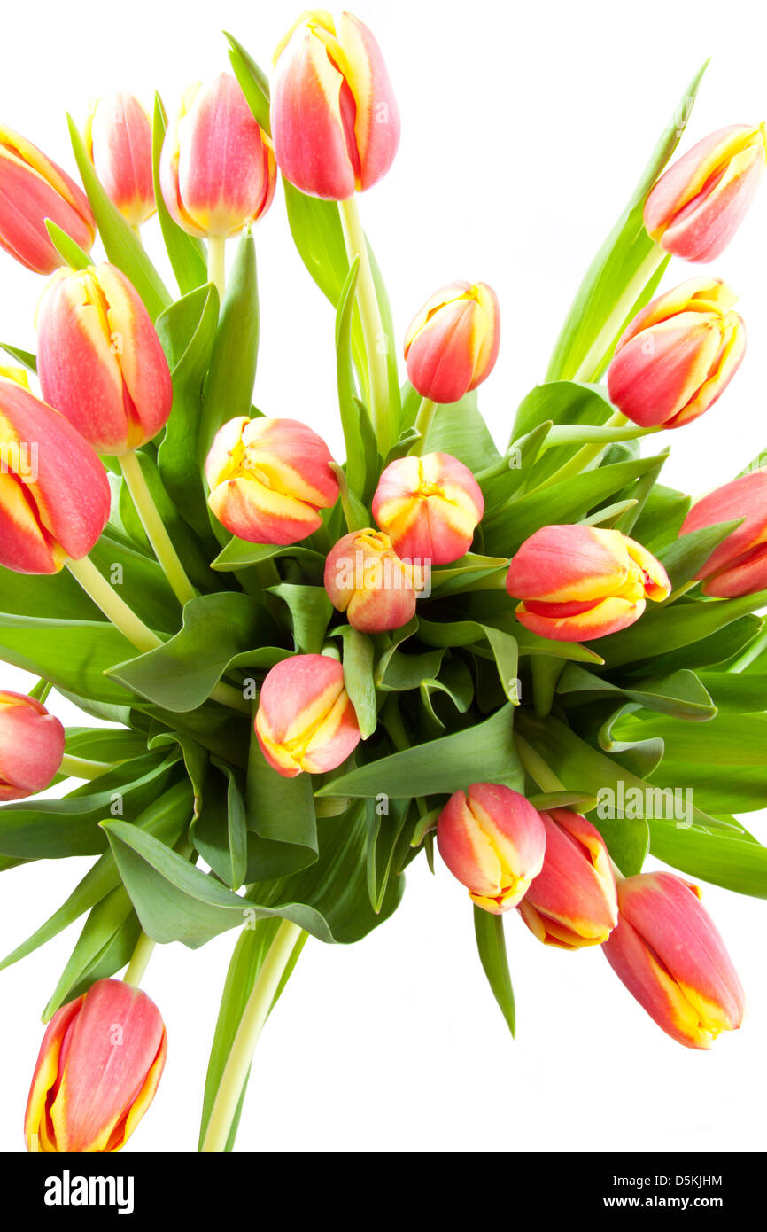 Dutch pink yellow tulips used as background Stock Photo - Alamy