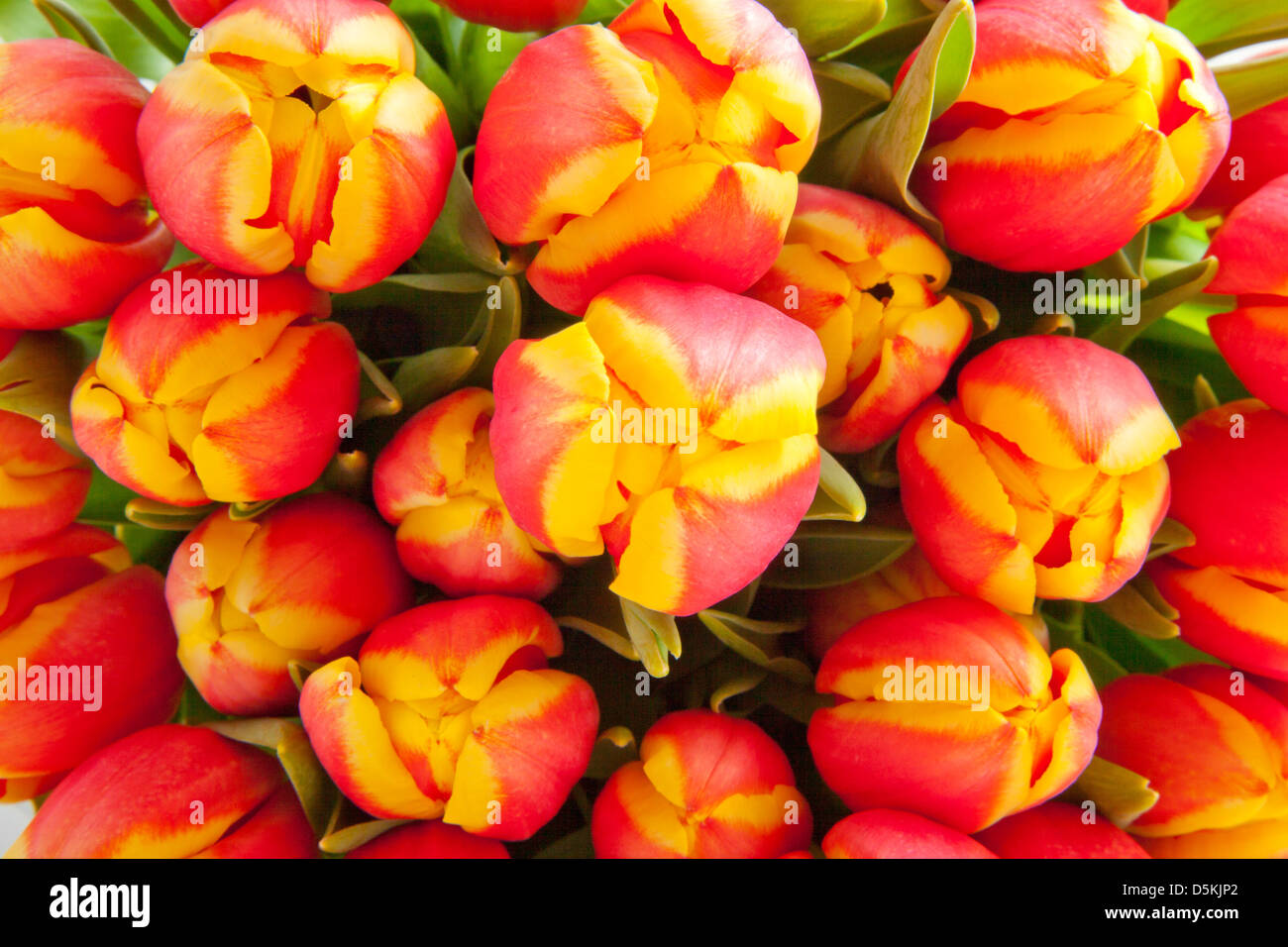 Top view from lots of tulips for background use Stock Photo - Alamy