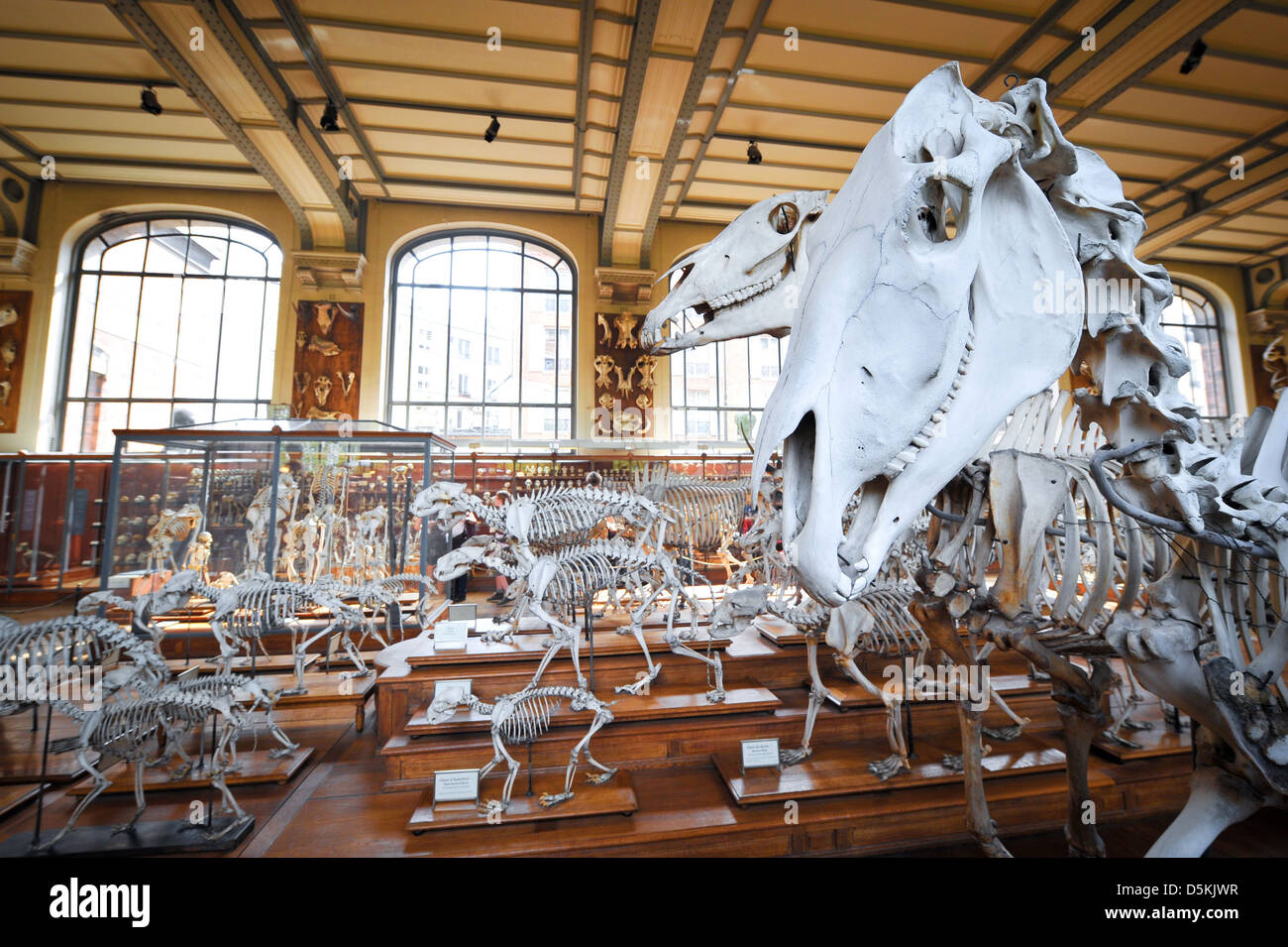 Interior of Anatomy and Paleontology Museum of Natural History. Paris ...