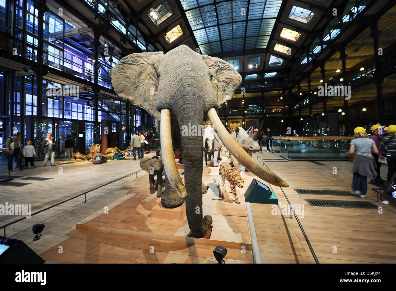 Interior of Evolution Museum Of Natural History. Paris, France - 11.04. ...