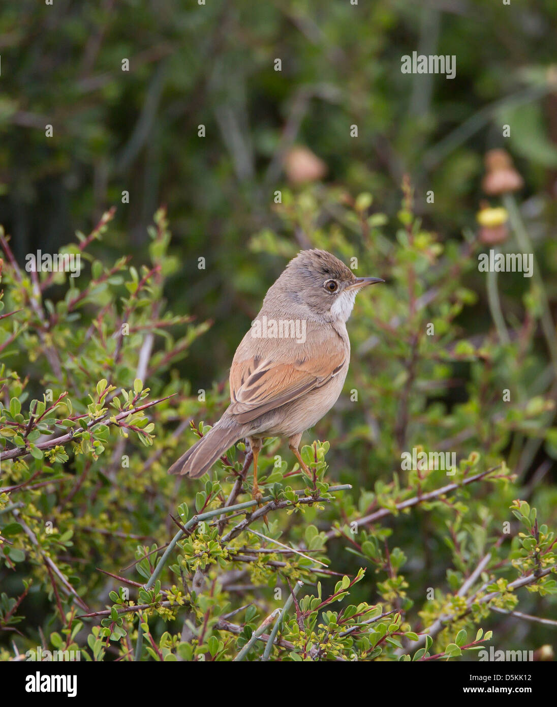 Spectacled warbler sylvia conspicillata hi-res stock photography and ...