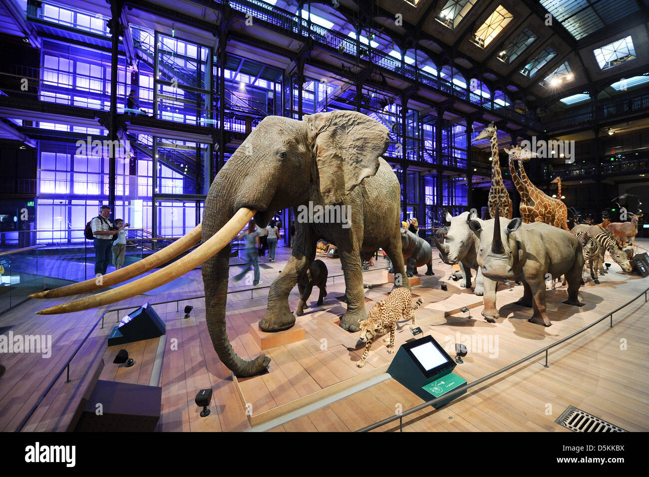 Interior of Evolution Museum Of Natural History. Paris, France - 11.04. ...
