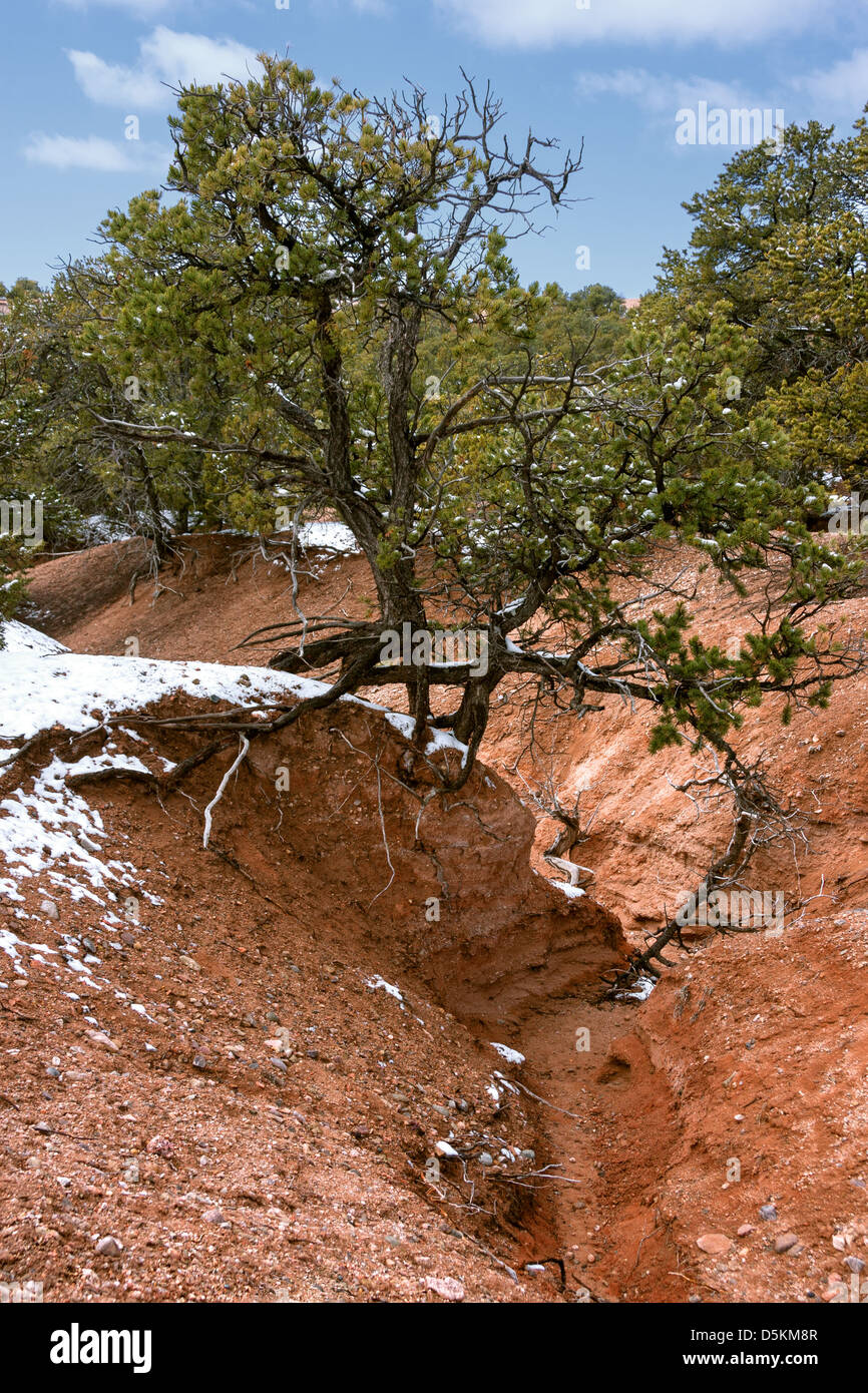 Beautiful juniper tree snow hi-res stock photography and images - Alamy
