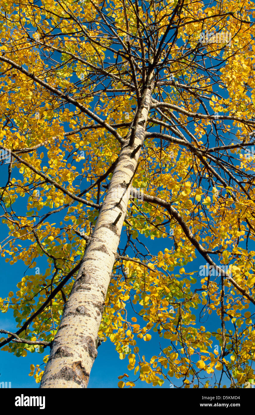 Aspen populus tremulus salicaceae hi-res stock photography and images ...