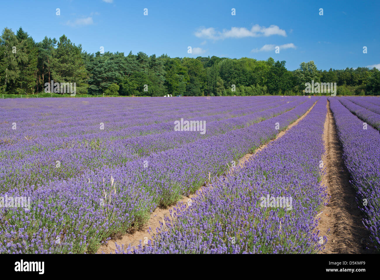England norfolk kings lynn hi-res stock photography and images - Alamy