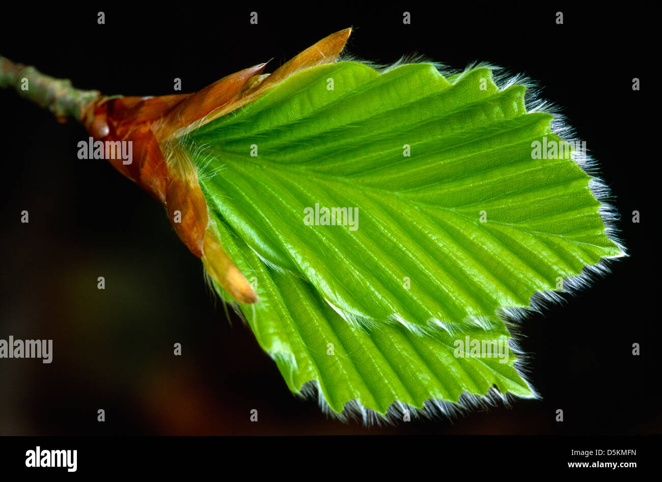 Beech Fagus sylvatica Fagaceae Stock Photo - Alamy