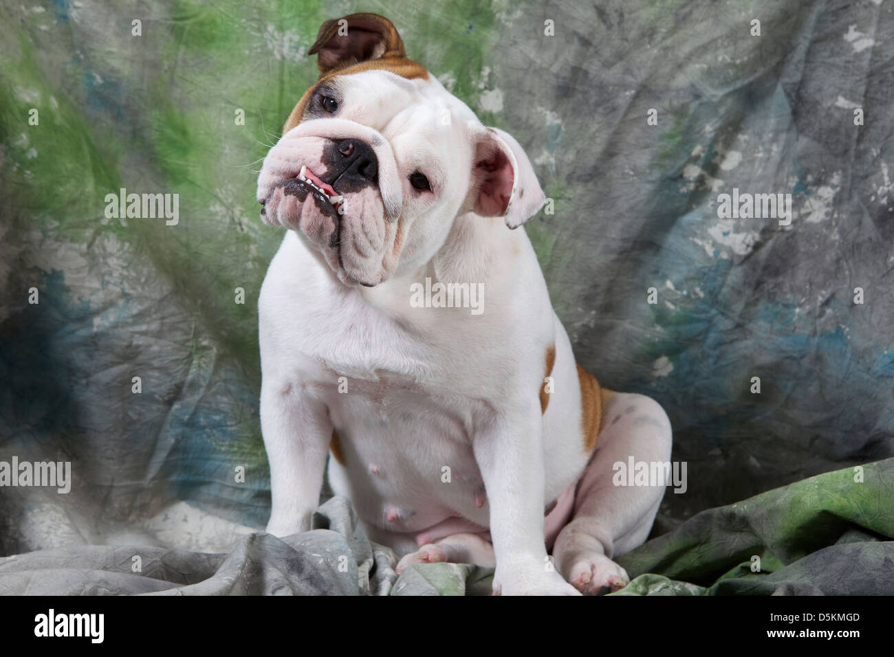 English bulldog teeth hi-res stock photography and images - Alamy