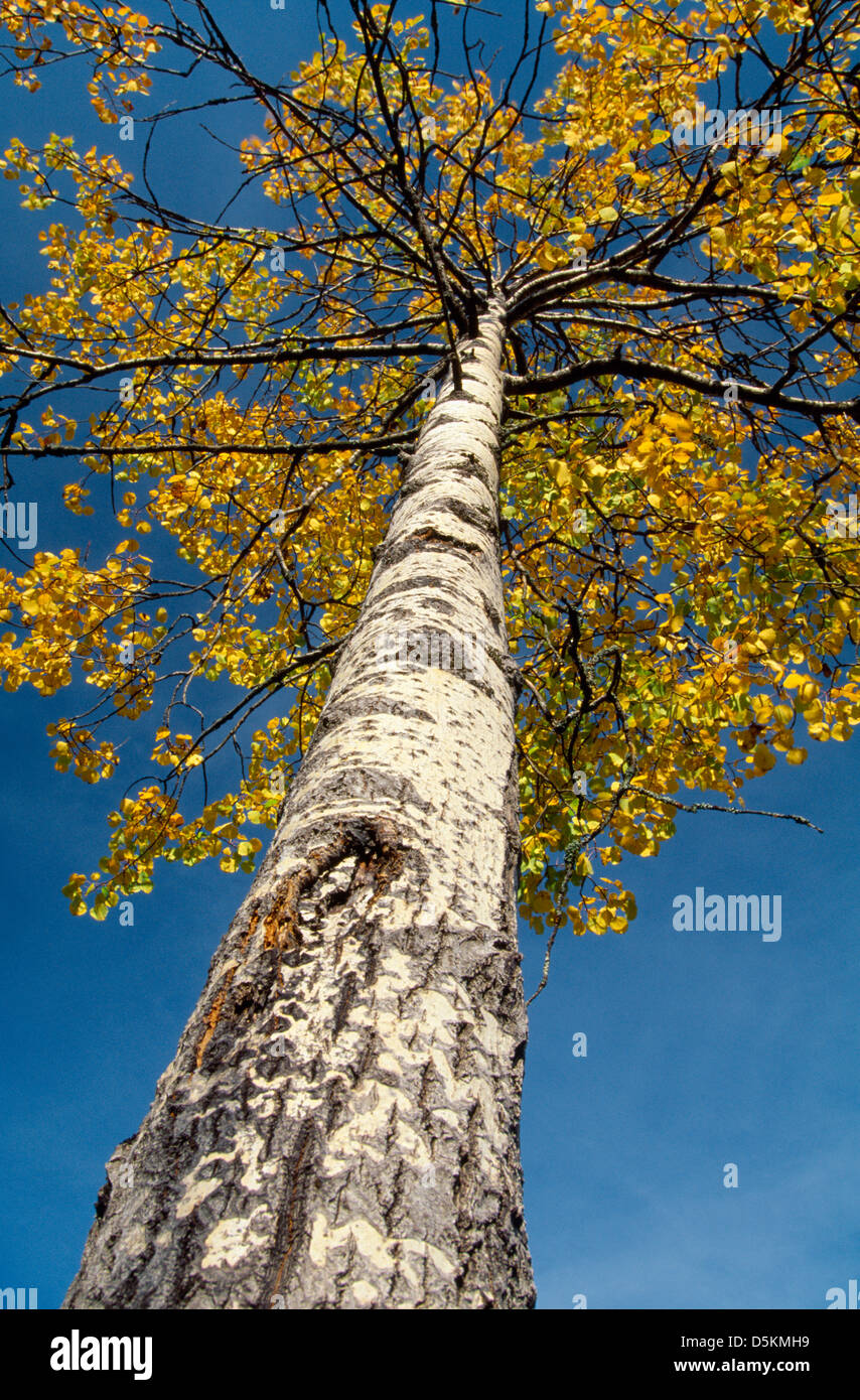 Aspen populus tremulus salicaceae hi-res stock photography and images ...