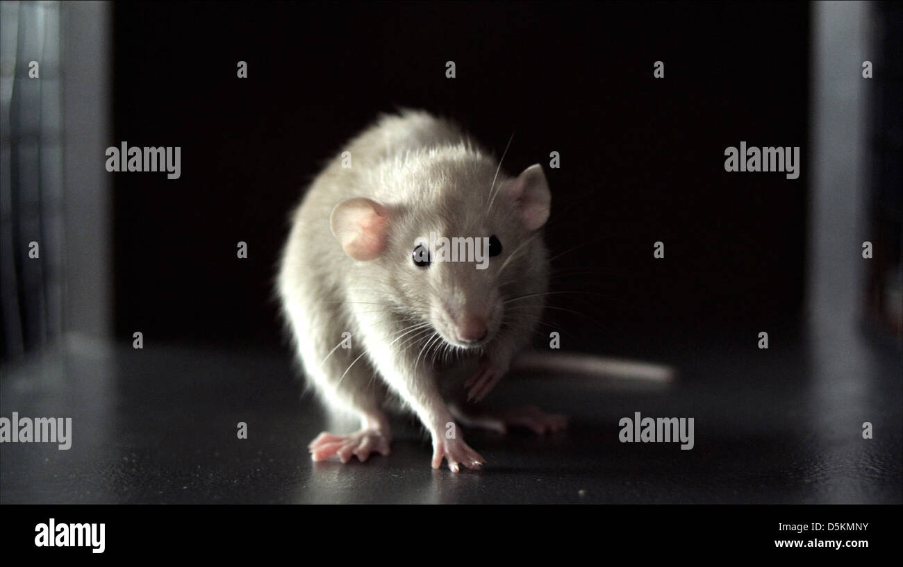 Lab Rat Stock Photos & Lab Rat Stock Images - Alamy