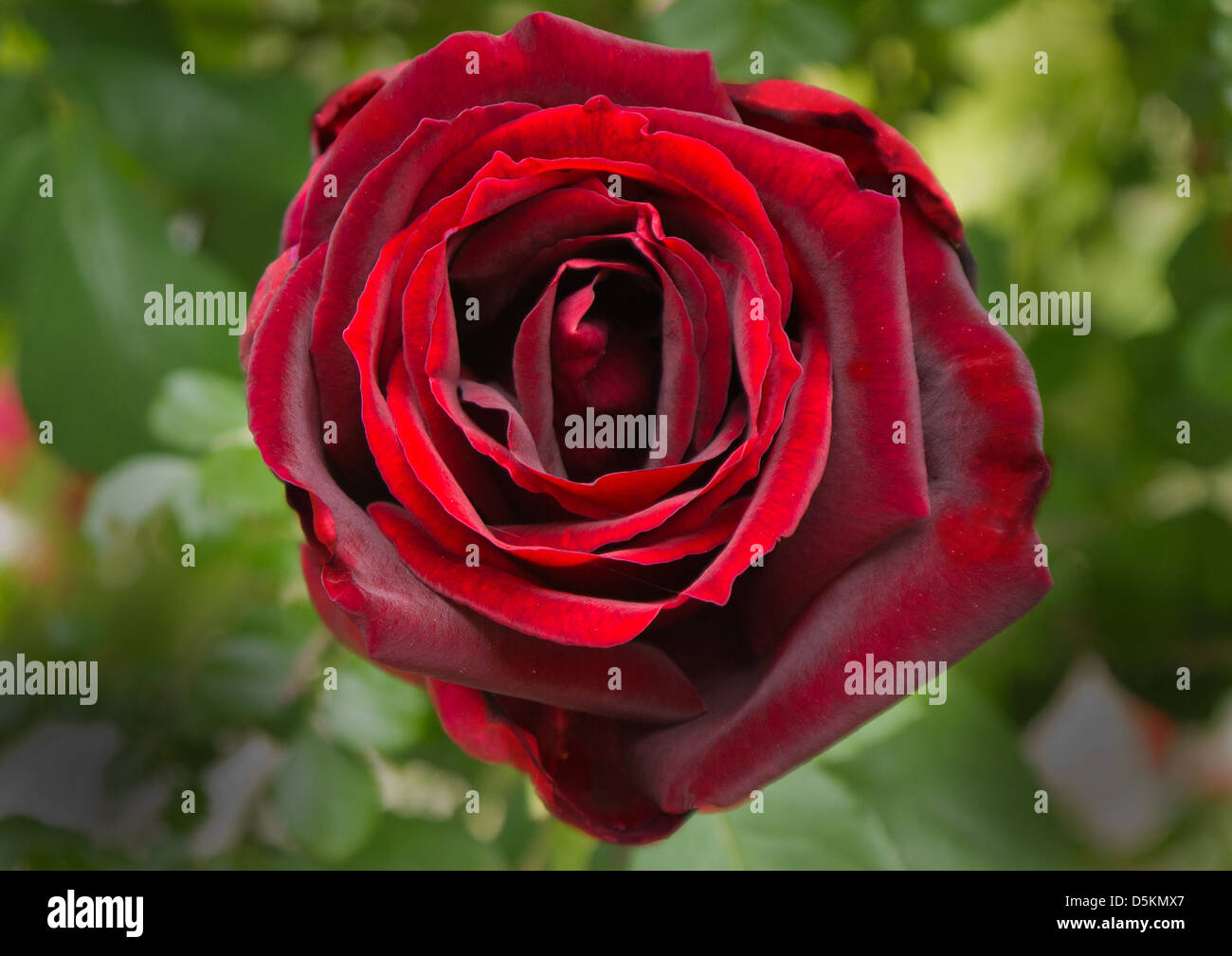 A Red Rose at the Agros festival in Cyprus Stock Photo - Alamy