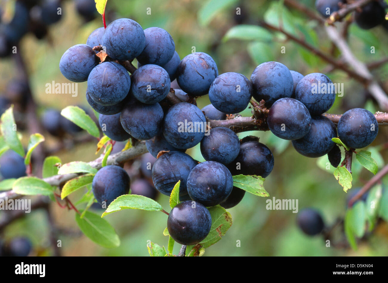 Blackthorn Prunus spinosa Rosaceae Stock Photo - Alamy
