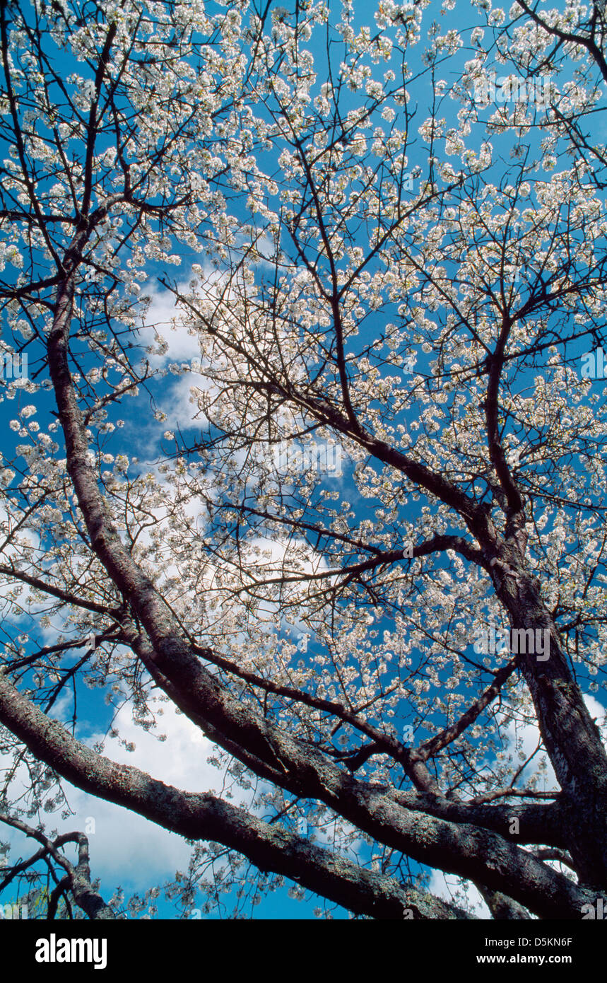 Wild cherry trees in bloom prunus avium hi-res stock photography and ...