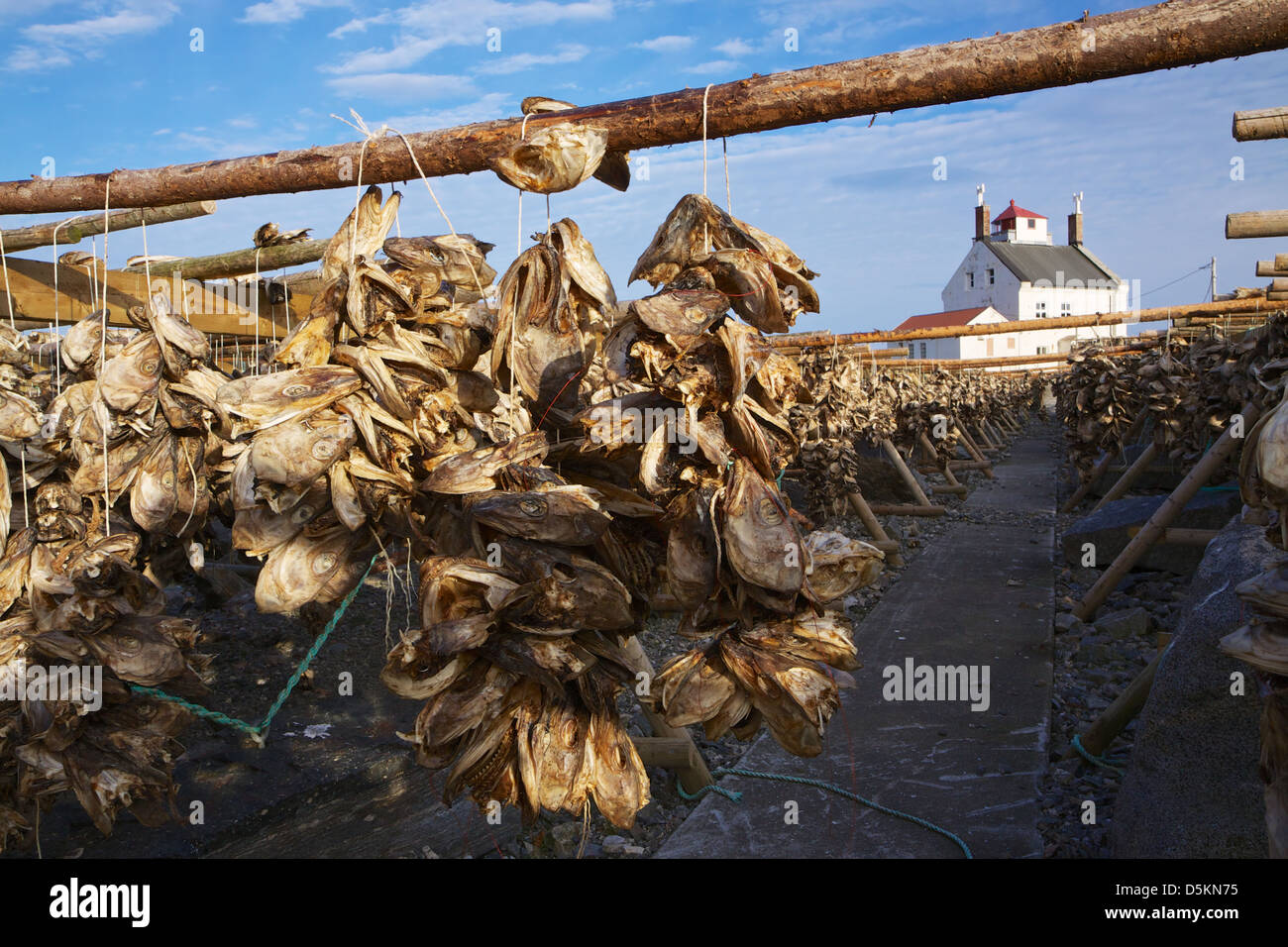 Drying stock fish on island of Vaeroy, Lofoten islands, Norway Stock ...