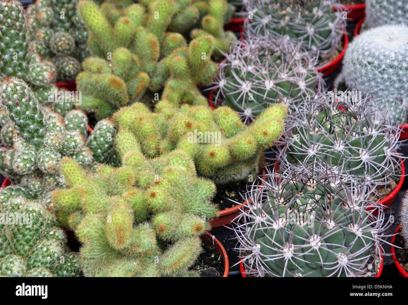 series of potted cactus for sale at the market of florists Stock Photo ...