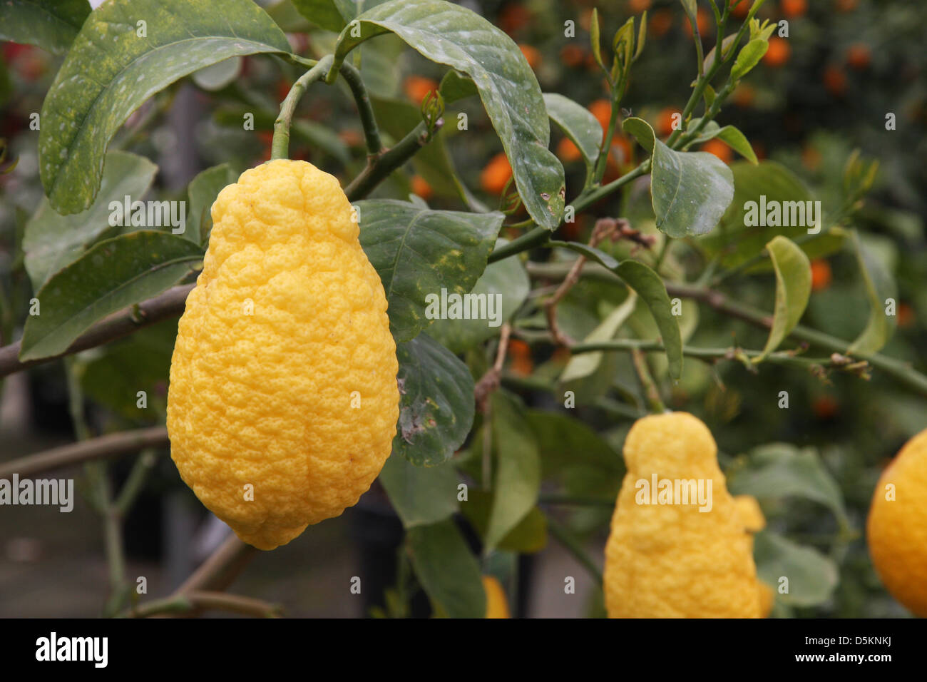 big juicy and wrinkled lemon hanging on the plant in summer Stock Photo ...