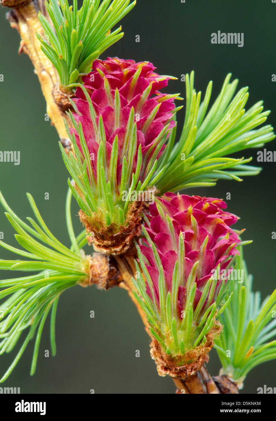 Female flower of larch larix decidua hi-res stock photography and ...
