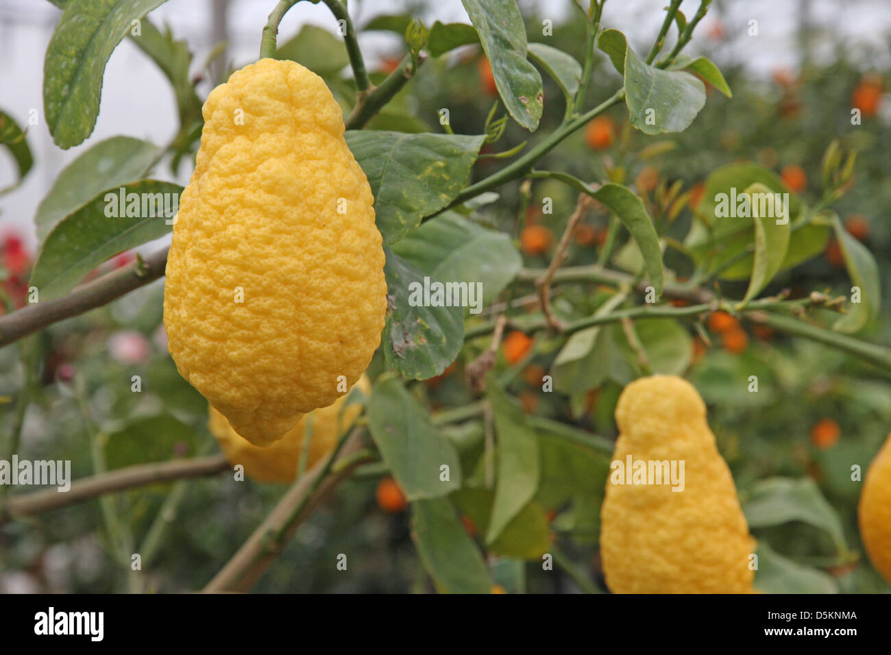 big juicy and wrinkled lemon hanging on the plant in summer Stock Photo ...