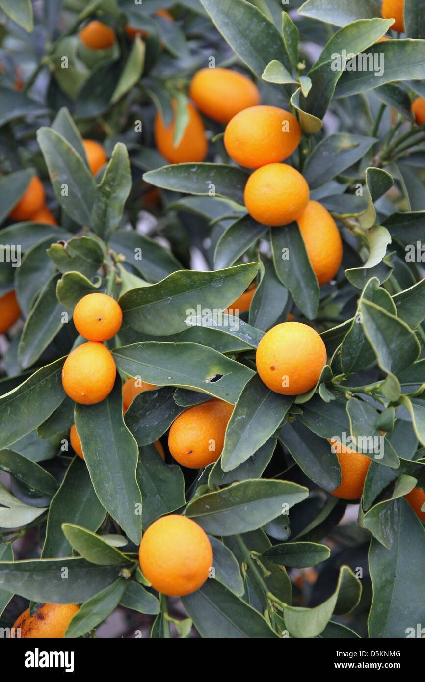 Mature orange trees hi-res stock photography and images - Alamy