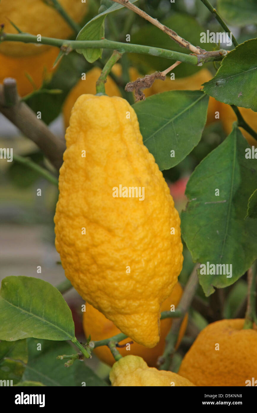 yellow big juicy and wrinkled lemon hanging on the plant in summer ...