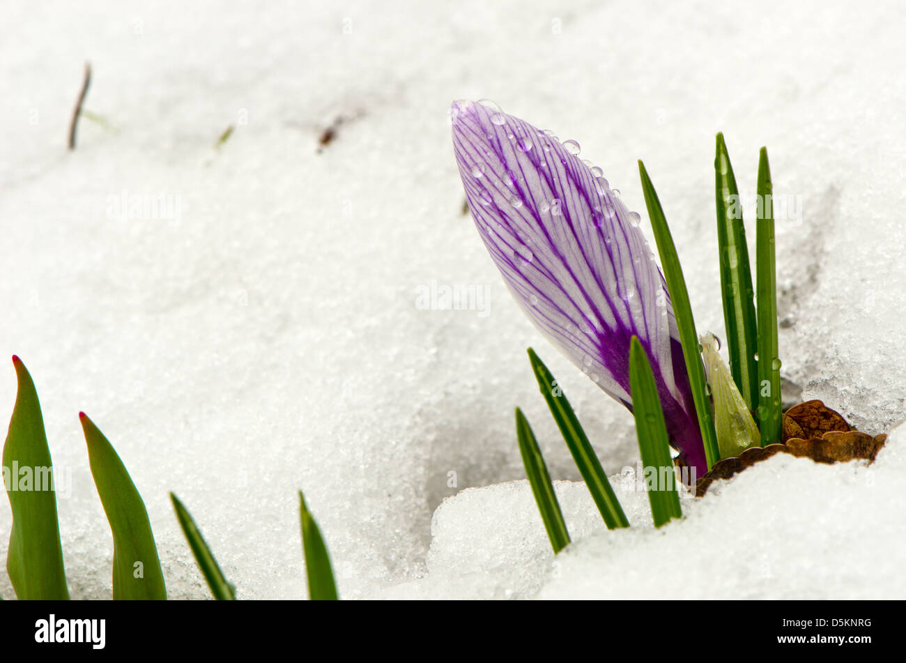 spring crocus on snow with rain drops Stock Photo - Alamy
