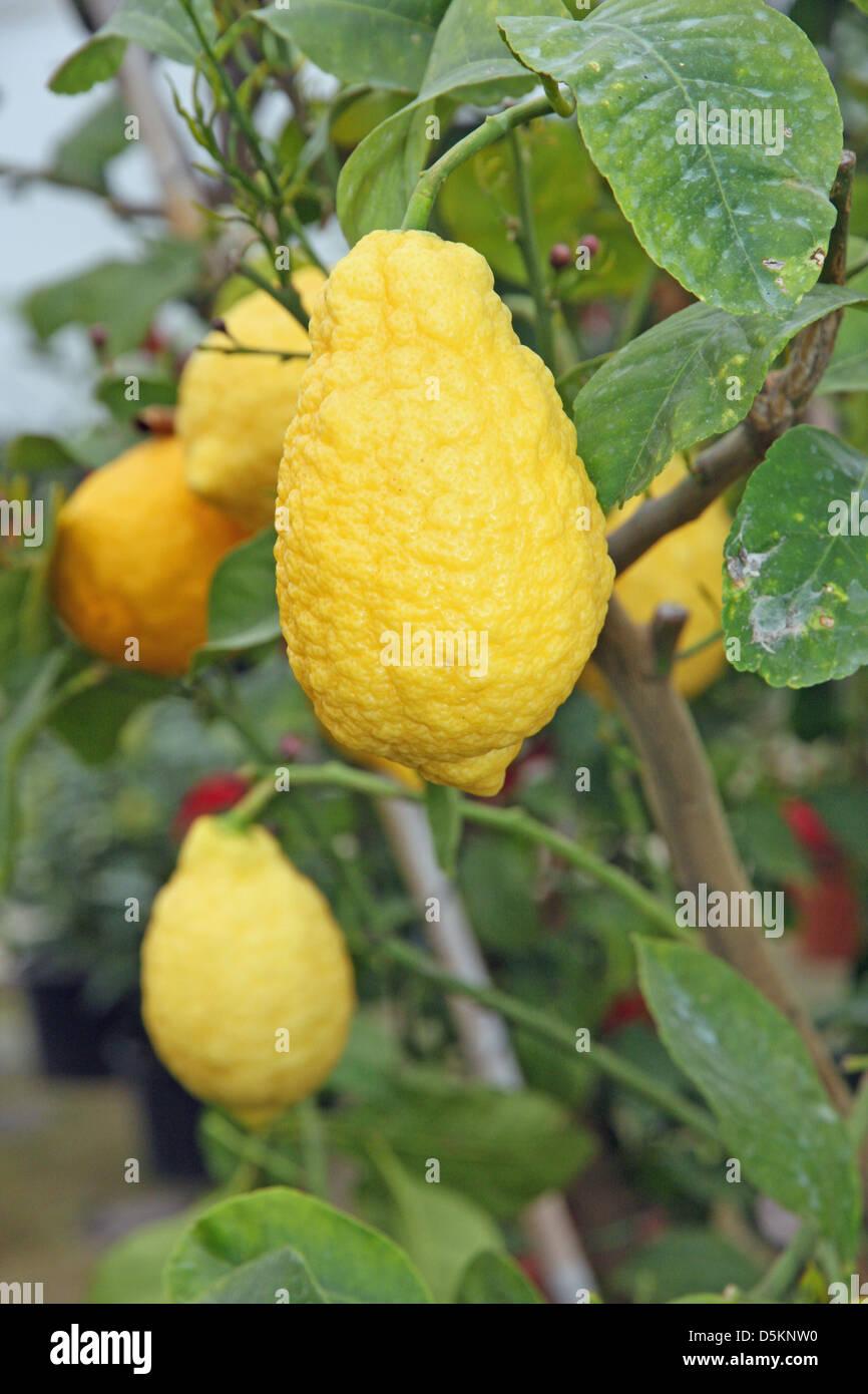 The big lemon hi-res stock photography and images - Alamy