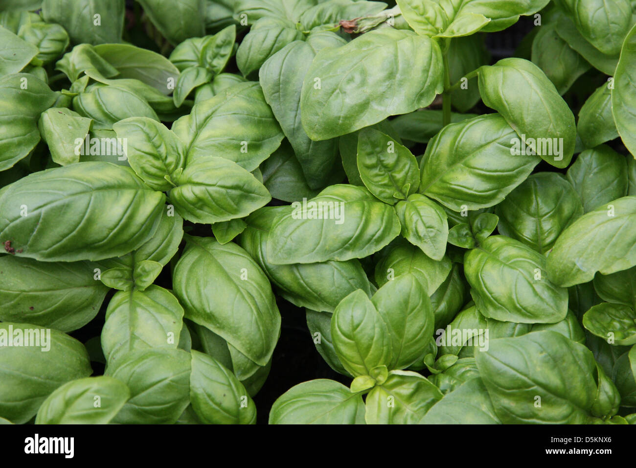 green Italian basil leaves ready to taste the tasty kitchen recipes ...