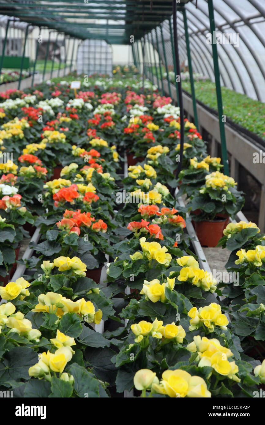 greenhouse for the intensive cultivation of flowering plants and flower ...