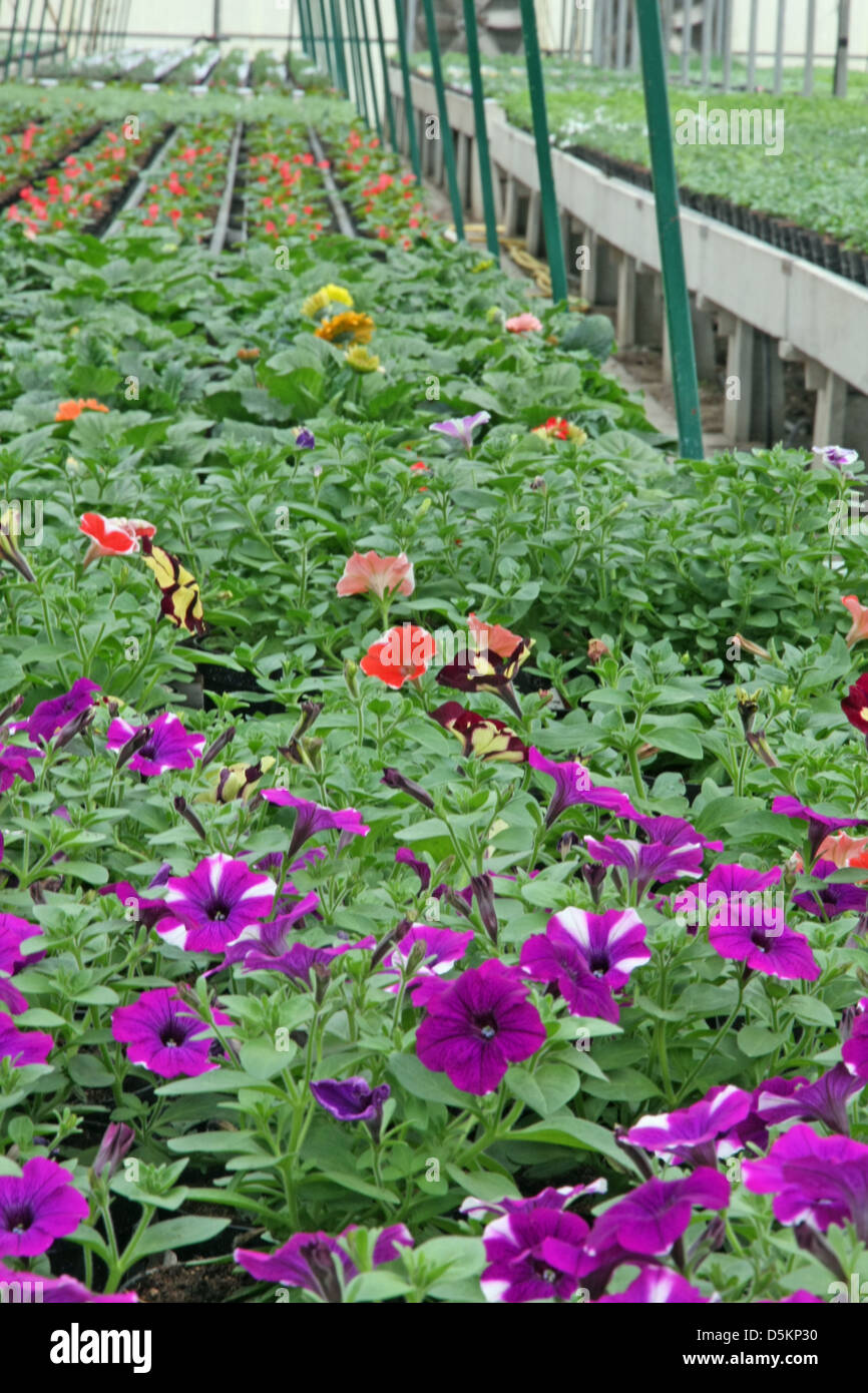 greenhouse for the intensive cultivation of flowering plants and flower ...