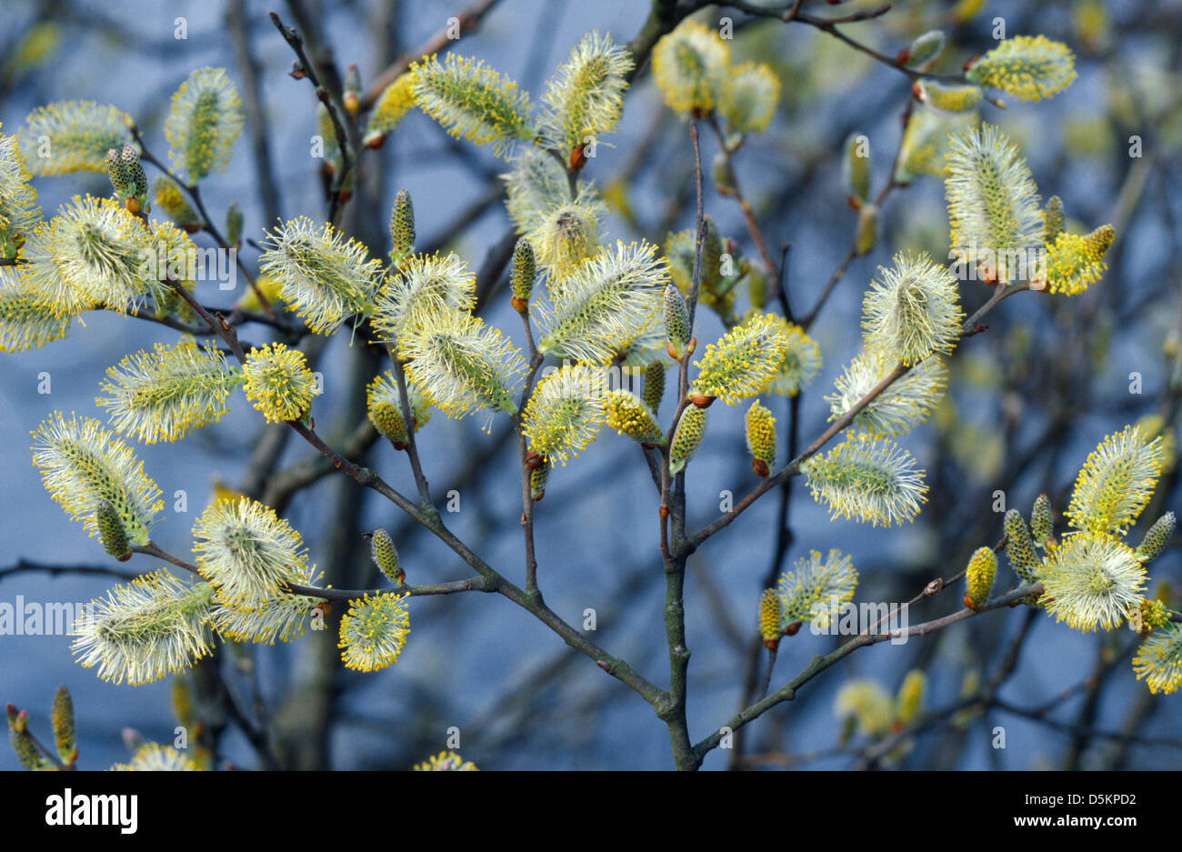 Goat Willow (Sallow) Salix caprea (Salicaceae Stock Photo - Alamy