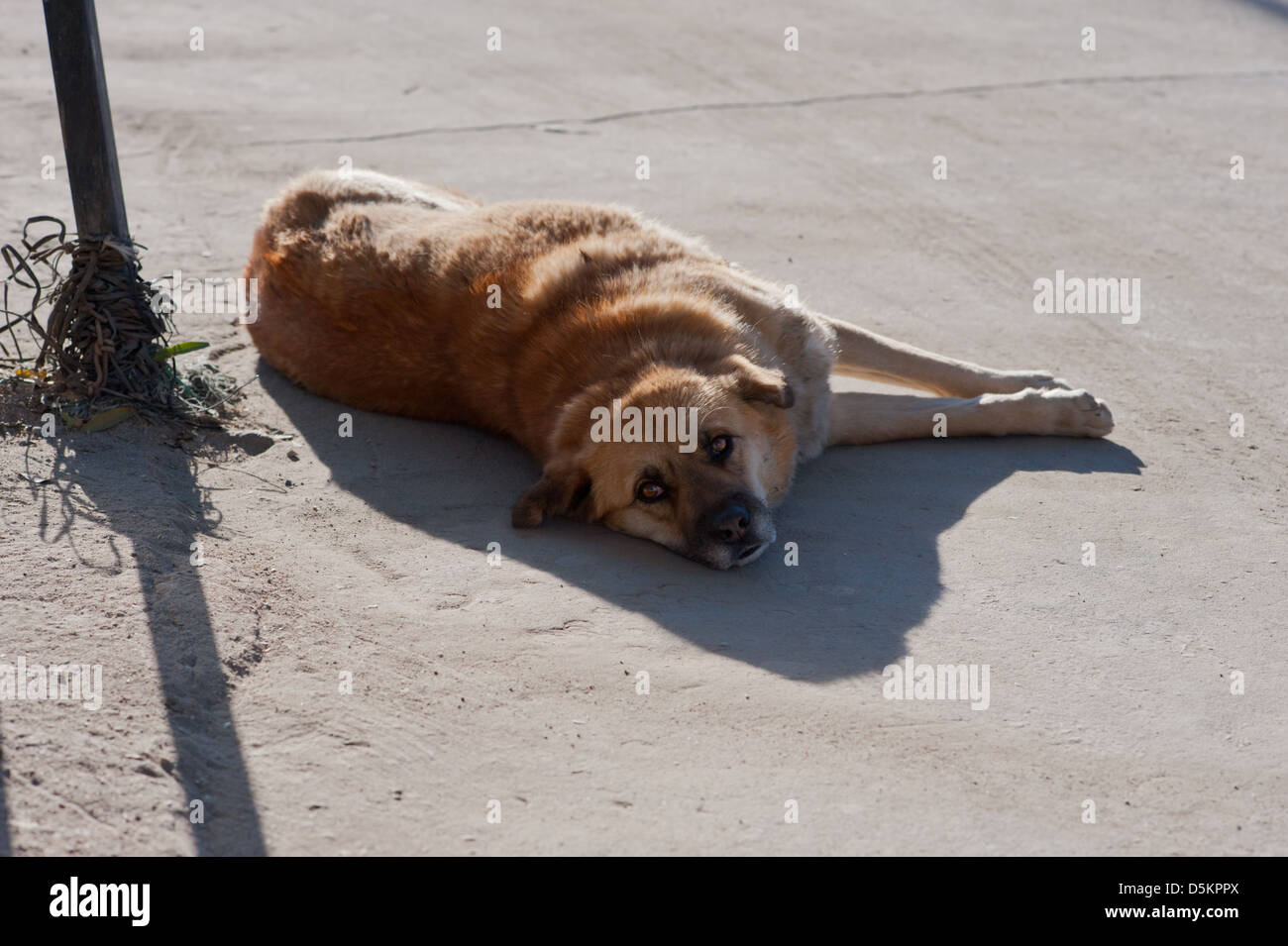 A cute, homeless, street dog in the mountain town of Leh, Ladakh, Jammu ...