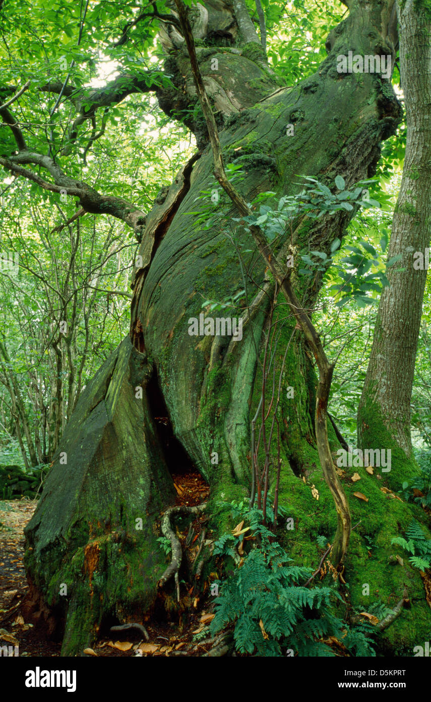 Old chestnut tree hi-res stock photography and images - Alamy