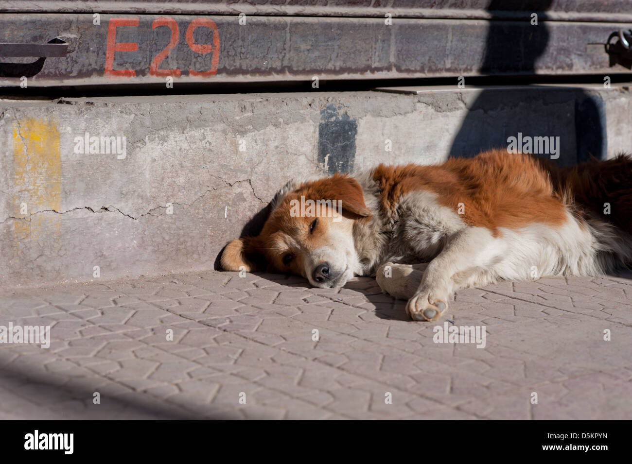 A cute, stray dog in the mountain town of Leh, Ladakh, Jammu and ...