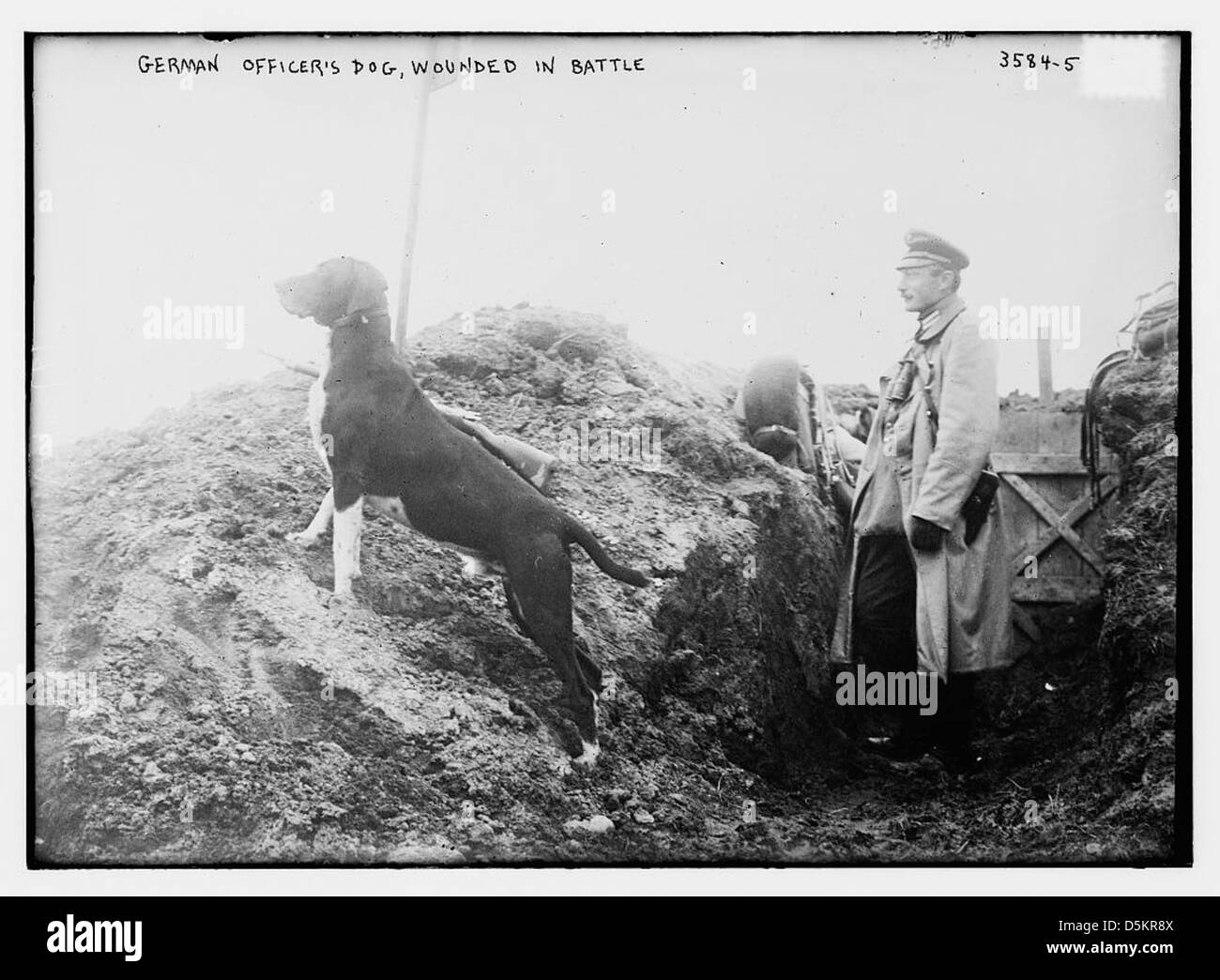 Dog wounded in battle hi-res stock photography and images - Alamy