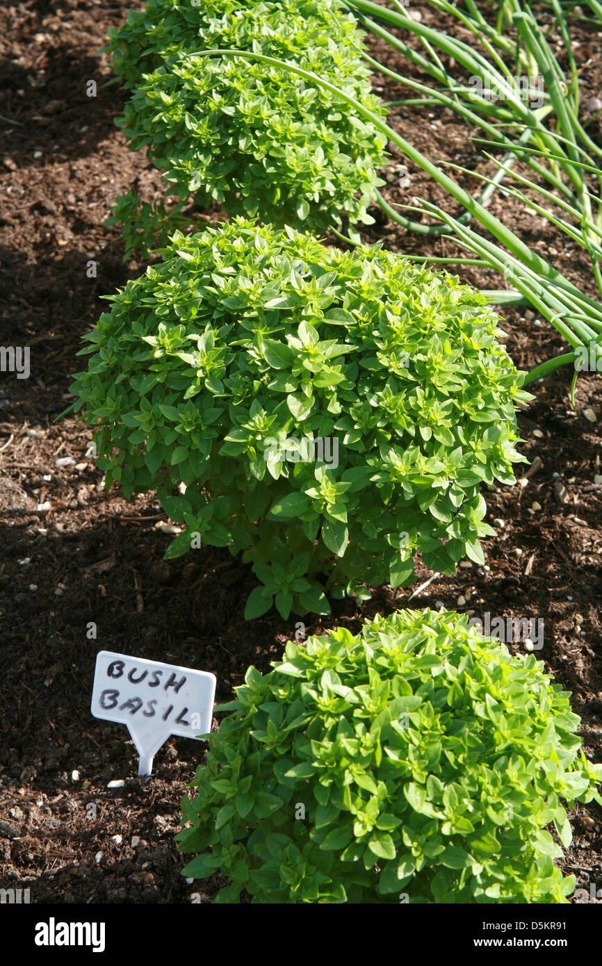 Bush Basil growing in a herb garden Stock Photo - Alamy
