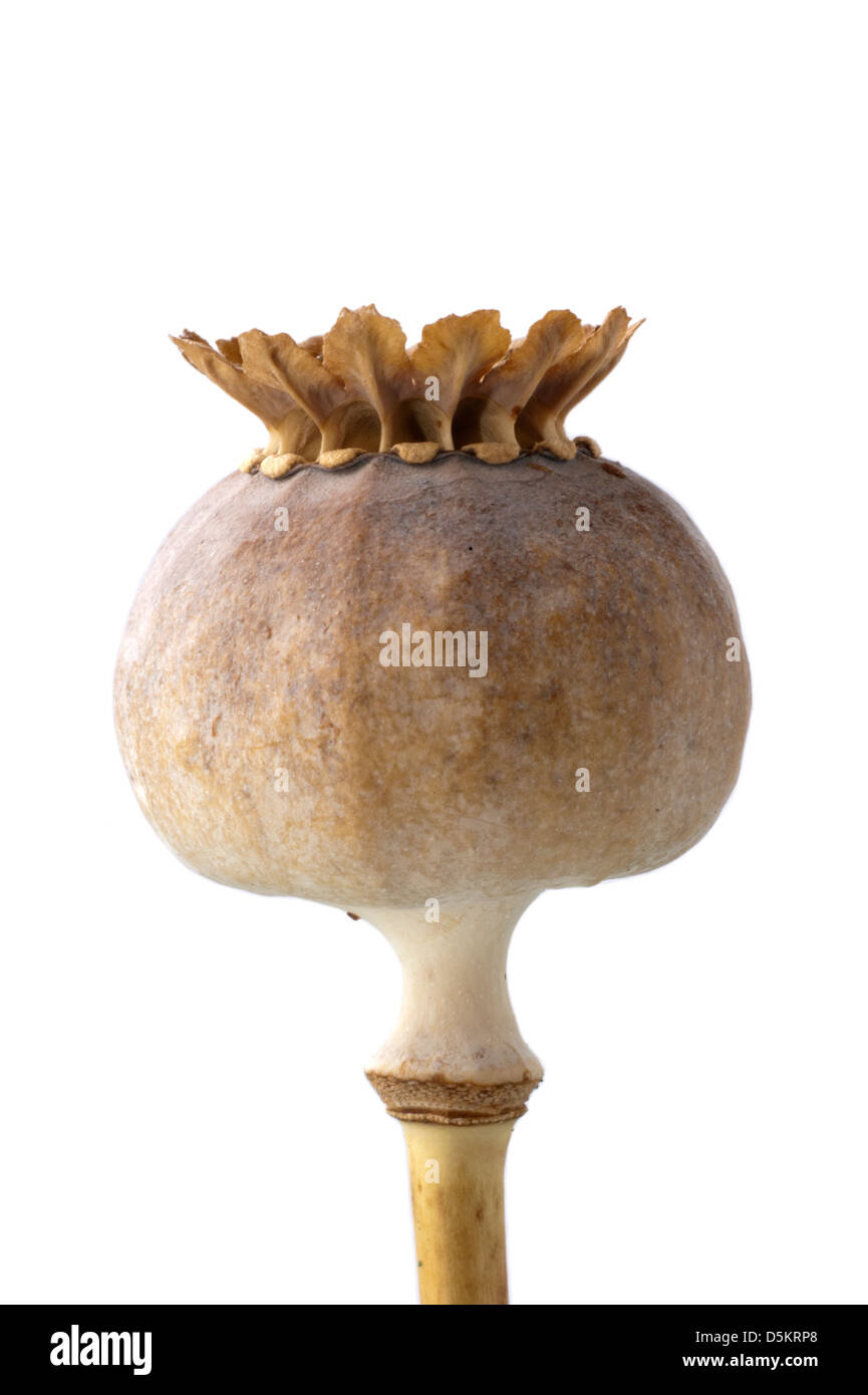 Poppy seed capsule hi-res stock photography and images - Alamy
