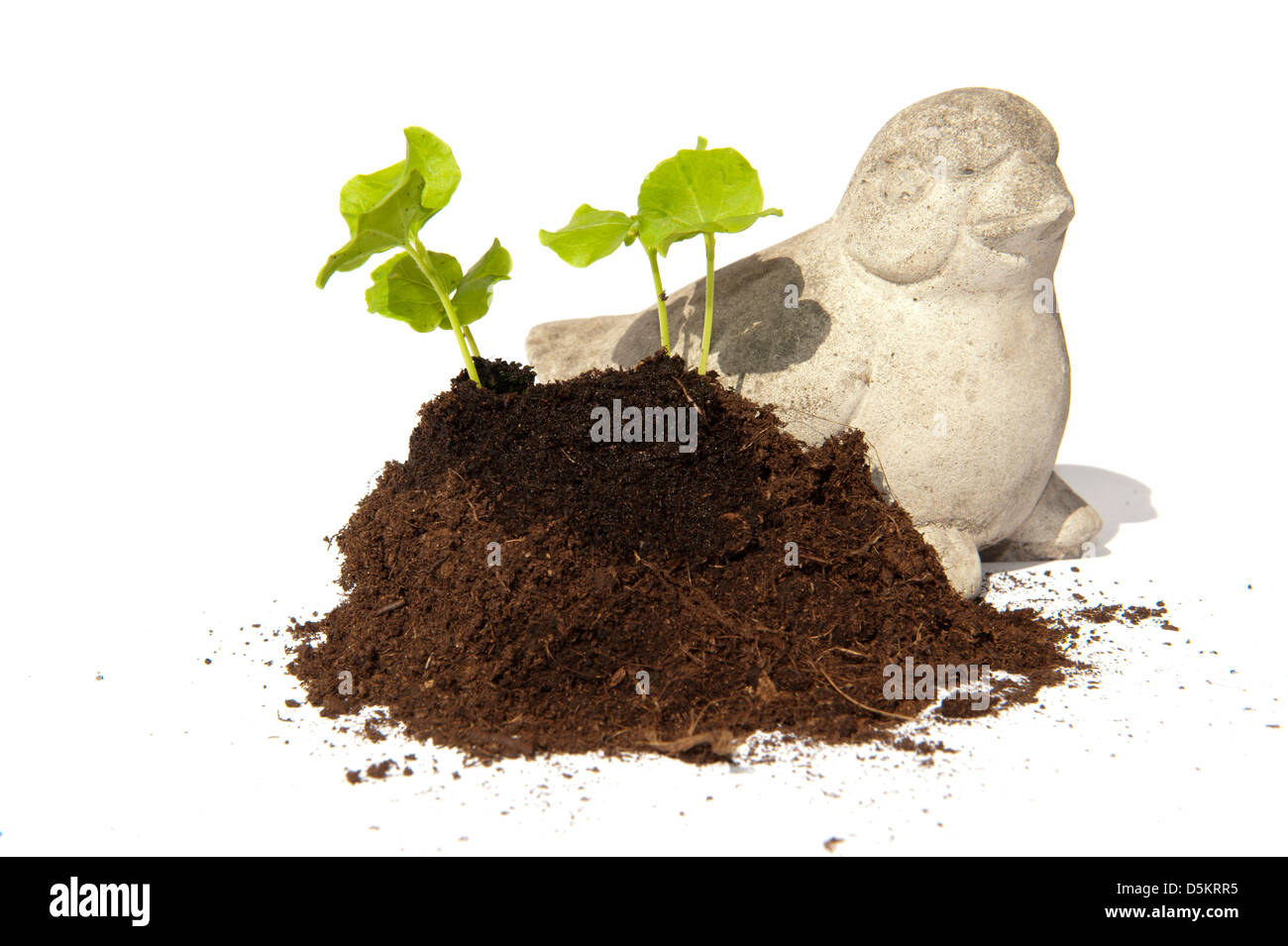 Hibiscus sprout High Resolution Stock Photography and Images - Alamy